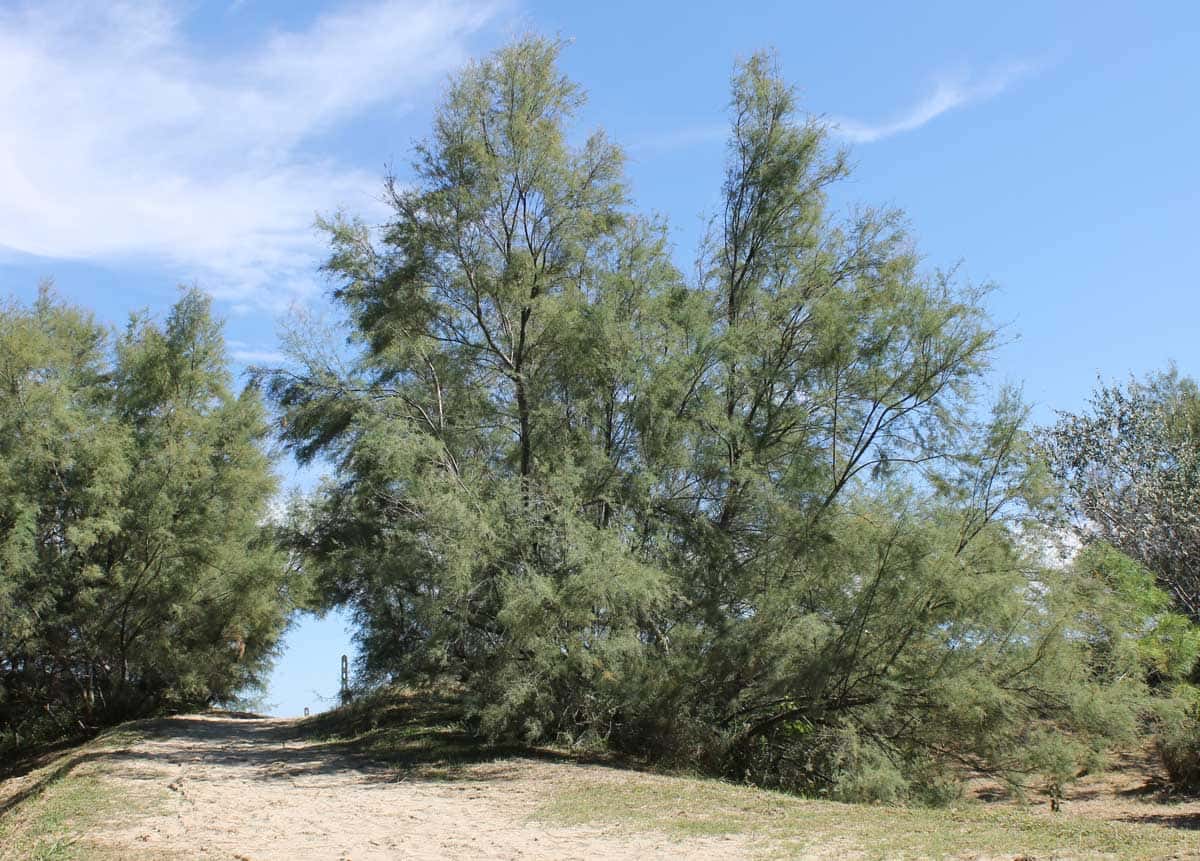 Pineta di Cervia: cosa fare e vedere, mappa - Romagna.net